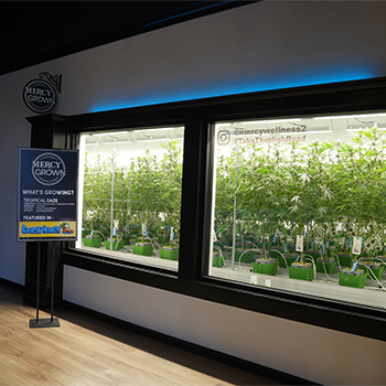 Revolutionizing Indoor Cannabis Cultivation with Advanced LED Lighting ...