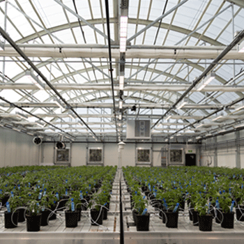 Revolutionizing Greenhouse Growth: The Power of LED Lighting Solutions