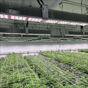 The Most Common Causes of LED Grow Light Failures (A Simple Solution)