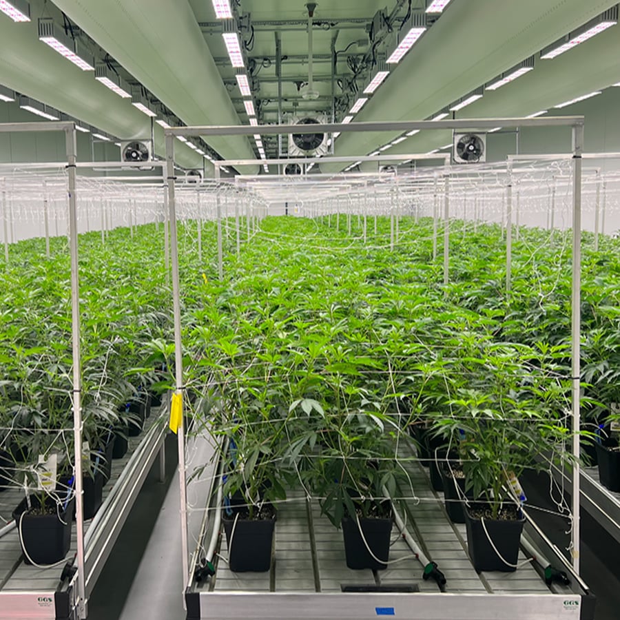 Grow Smarter with Advanced Cultivation Lighting Systems